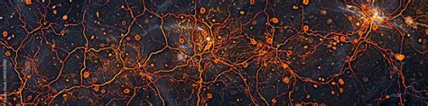 Neurons In The Cerebral Cortex Of A Mouse Brain Section Stained Using