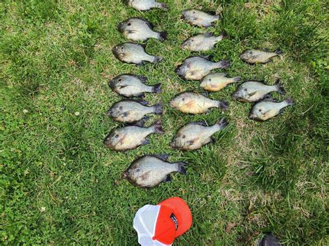 My Personal Best Shellcracker