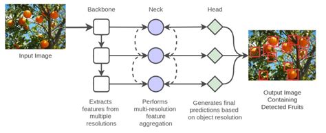 Fruitdet Attentive Feature Aggregation For Real Time Fruit Detection In Orchards