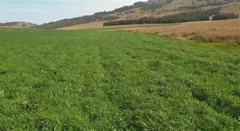 Russian Grass In Eastern Cape Planted By Experienced Farmer In A