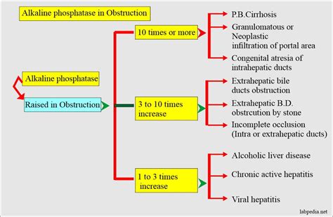 What Causes High Bone Specific Alkaline Phosphatase At Tayla Bugnion Blog
