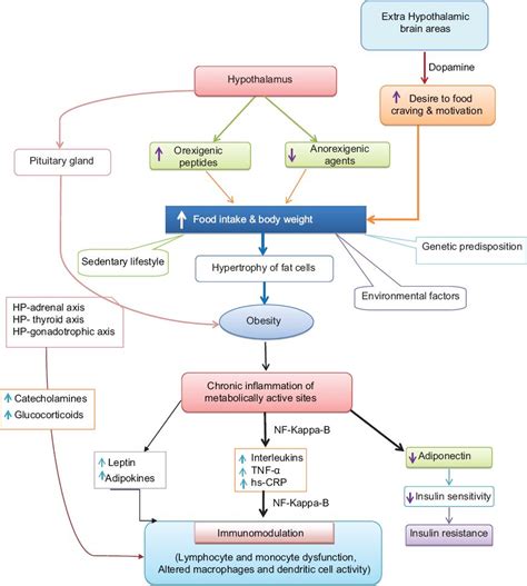 Hypothalamus Feedback And Medications Flow Diagram
