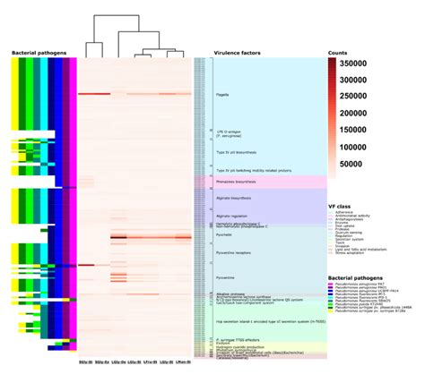 Heat Map For Predicted And Expressed Virulence Genes In Pseudomonas