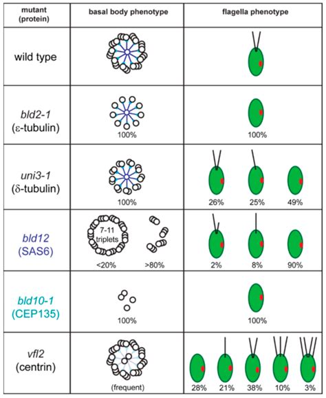 Algae Have Flagellated Reproductive Cells Called At Stephen Jolly Blog