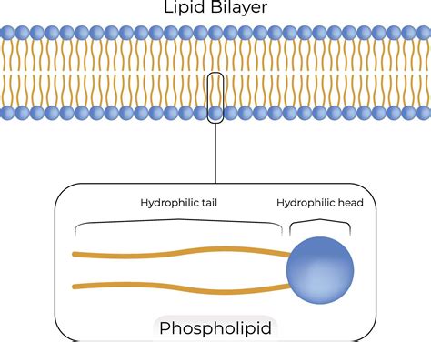 Lipid Bilayer Structure Design Illustration 56653343 Vector Art At Vecteezy