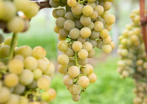 Fewer Sprays In The Vineyard Thanks To Piwi Vines Swiss Wine