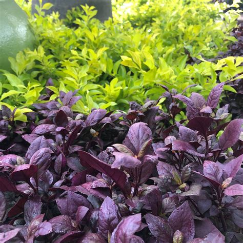 Alternanthera Purple Prince Colorful Foliage Plant Cape Garden