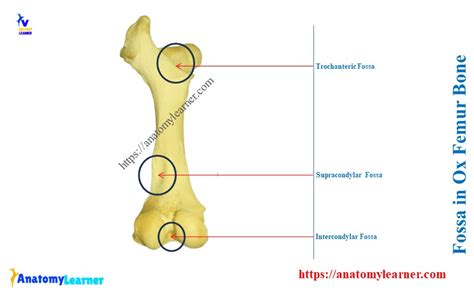 What Is The Difference Between A Fossa And A Groove Anatomylearner