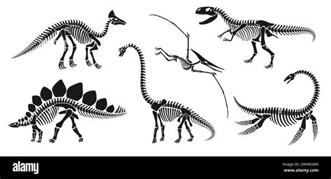 Elasmosaurus Skeleton Page 2 Elasmosaurus Skeleton Psd High Quality