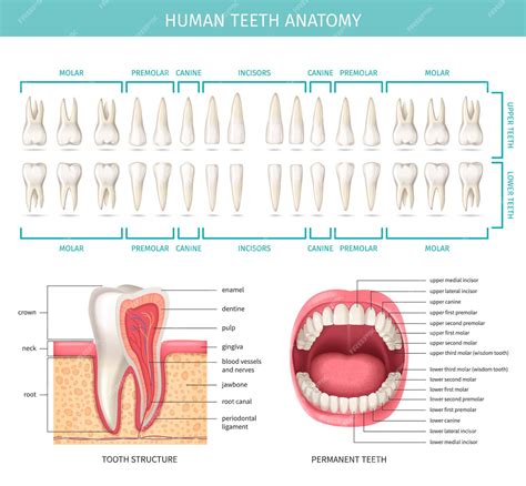 Gráfico De Anatomía Dental Humana Con Ilustración De Vector De