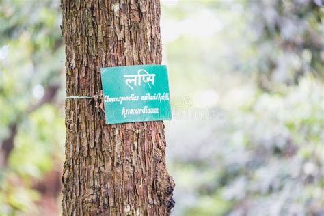 Tree With Name Plate In The Park Stock Image Image Of Green Card