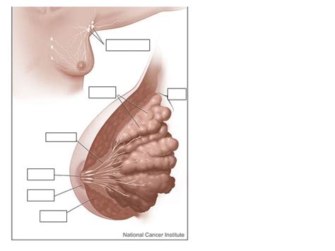 Biol 244l Exam 4 Diagram 38 Diagram Quizlet