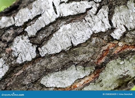 Unique Pattern Of Tree Bark Stock Image Image Of Stones Tree 258283439