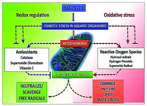 An Overall Outline Of The Oxidative Stress Responses And Redox