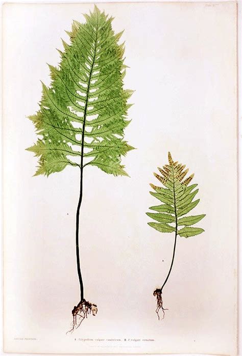 Polypodium Vulgare Cambricum Brake Root Pvulgare Crenatum Brake Root