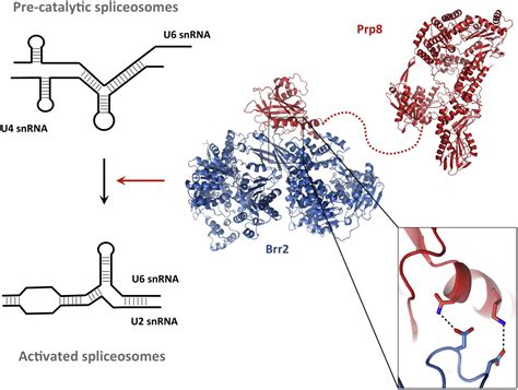 Structural Basis Of Brr2 Prp8 Interactions And Implications For U5