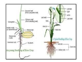 Rice Plant Diagram