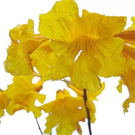 Planta Árbol Flor Lapacho Amarillo Cuotas Sin Interés