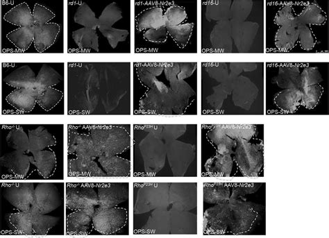Cone Opsin Topography Improved In Aav8 Nr2e3 Rp Retinas Whole Mounts