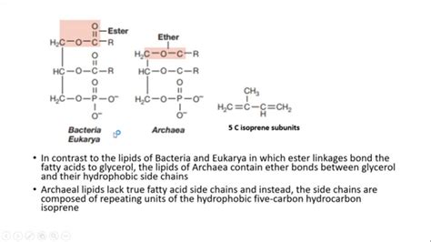 Unveiling The Secrets Of Archeal Cell Membranes Structure Function