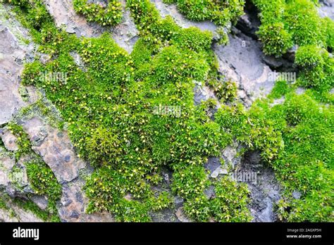 Tree Moss Types