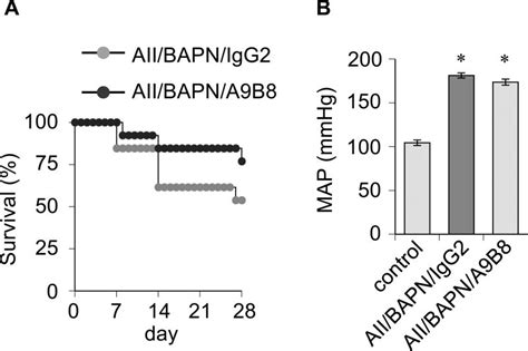 Vascular Adam17 Is Required For Angiotensin Ii β Aminopropionitrile Induced Abdominal Aortic