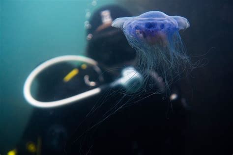 Janavi Kramer — Sevenseas Media