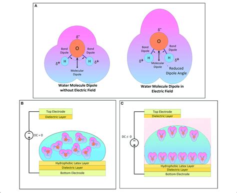 A Schematic Of Water Molecule Dipole B Schematic Of Water Download Scientific Diagram