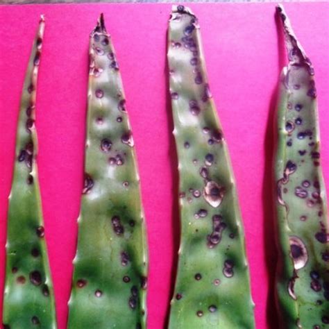 Identification And Pathogenicity Of Mycoflora Associated With Leaf Spot