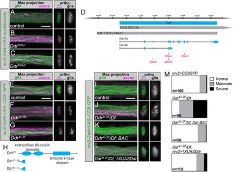 Discoidin Domain Receptor Regulates Ensheathment Survival And Caliber Of Peripheral Axons