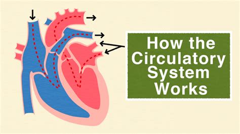 How Does The Circulatory System Work Clickview