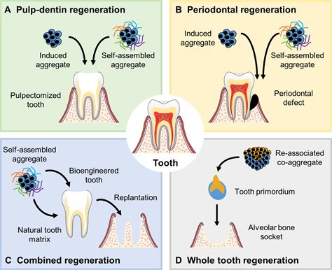 Mesenchymal Condensation In Tooth Development And Regeneration A Focus