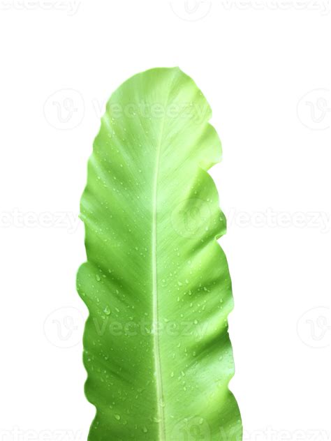 Isolated Asplenium Nidus Leaf Or Bird Net Fern Leaf With Clipping Paths 12023422 Png