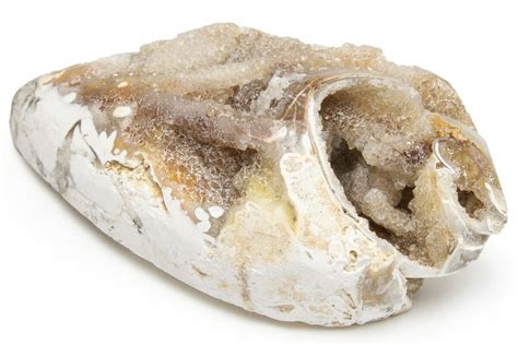 1 7 Chalcedony Replaced Gastropod With Sparkly Quartz India 225572 For Sale