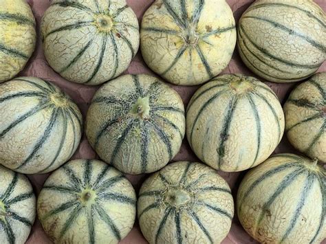 Melon Charentais France Growing With Grace South Cumbria Lancashire North Yorkshire