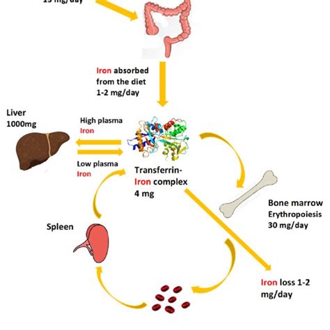 A Simple Scheme Of Iron Absorption Distribution And Recycling In The