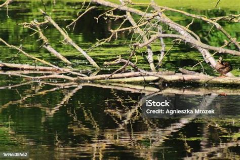 A Pond Overgrown With Duckweed Eutrophication Of Water A Walk By The