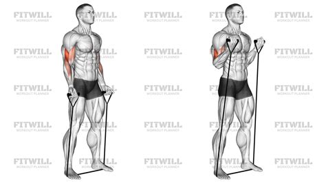 Band Biceps Curl Exercise Guide Video Techniques Benefits How To Muscles Worked Tips