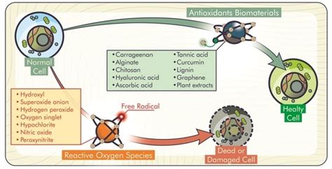 Antioxidants Free Full Text The Importance Of Antioxidant Biomaterials In Human Health And