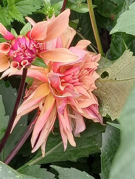 Dahlia Labyrinth Dahlia Garden Labyrinth Dahlia Labyrinth Dahlia Garden Labyrinth