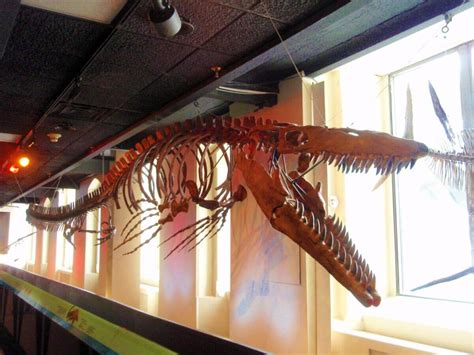 Tylosaurus Dominator Of Cretaceous Oceans Ocean Info