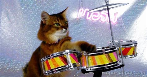 Drum Kitty Summers Fabulous Cat Life