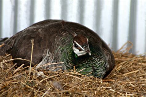 Peacock Hatch 2016 Peacock Orchard