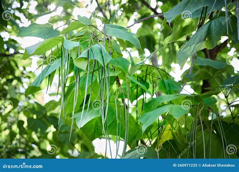 Catalpa Bignonioides Or Southern Catalpa Cigar Tree And Indian Bean