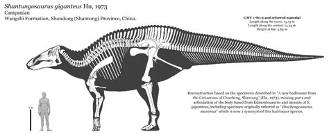 Shantungosaurus Skeleton Accurate Prehistoric Reconstruction