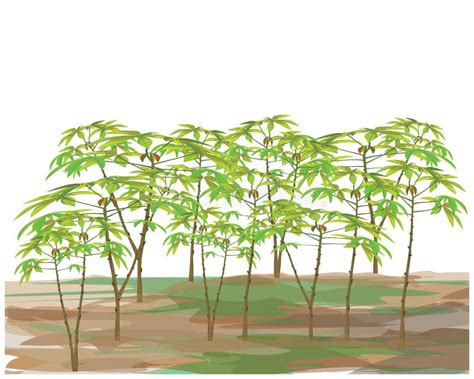 Cassava Vector Stock Illustrations 693 Cassava Vector Stock Illustrations Vectors And Clipart