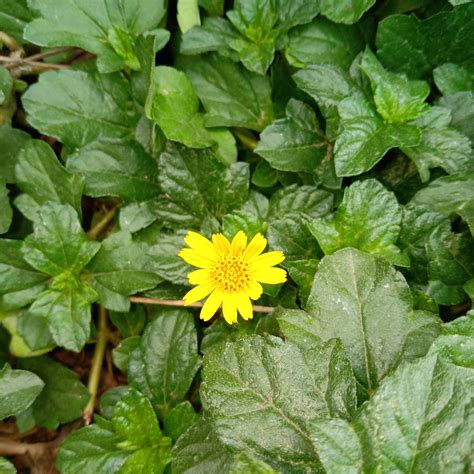 Beautiful False Daisy Plant Artificial Cheese Large