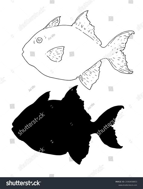 Triggerfish Outline Over 90 Royalty Free Licensable Stock