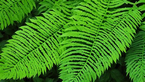 Chusquea Pittieri Care And Growth Guide Pixel Bamboo