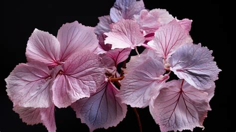 Premium Photo Flower Oak Leaf Hydrangea